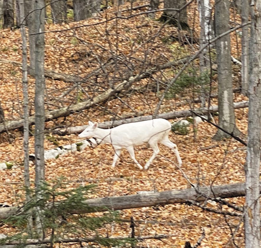 Albino deer spotted in Marquette | News, Sports, Jobs - The Mining Journal